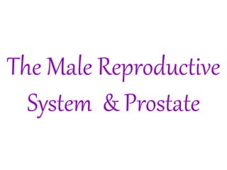 The Male Reproductive System & Prostate Pathology | PPTX