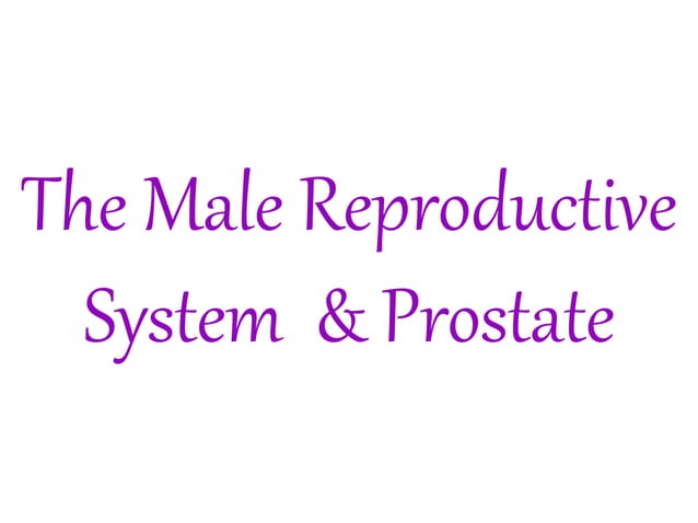 The Male Reproductive System & Prostate Pathology | PPTX