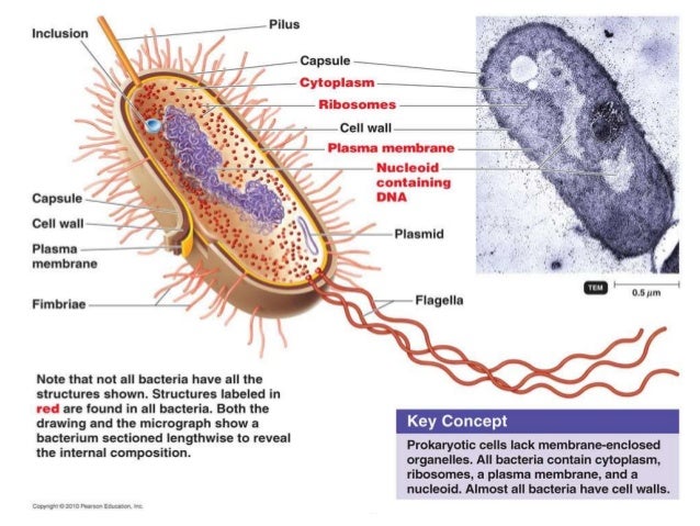 Medical microbiology