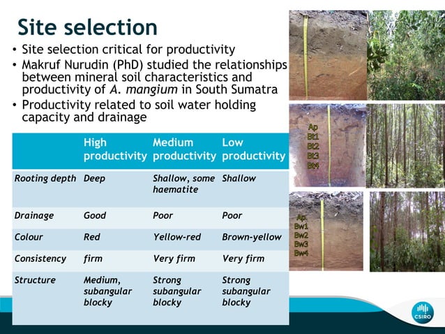 Smallholder engagement with short-rotation industrial plantation ...