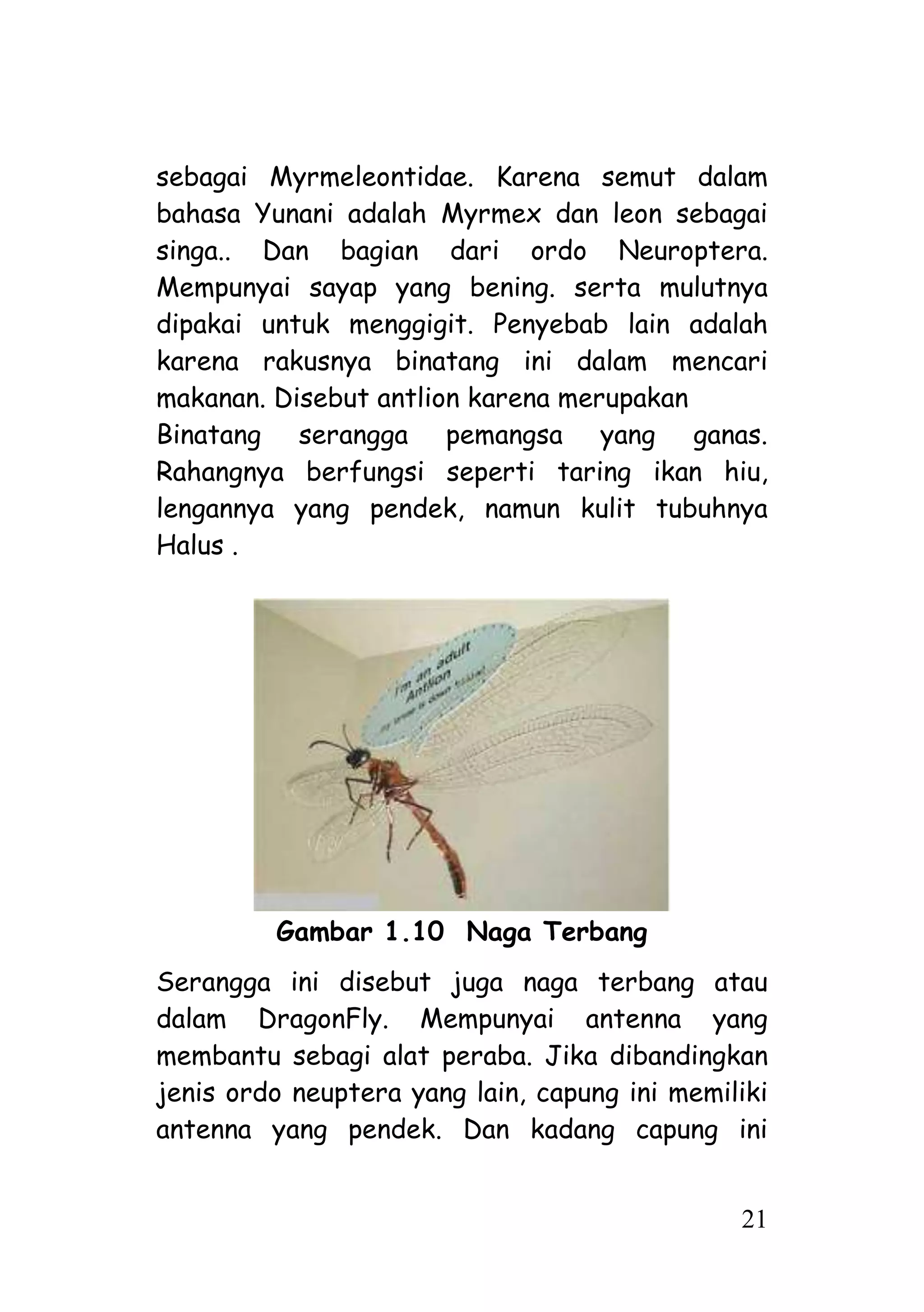 Mengenal Undur Undur | PDF