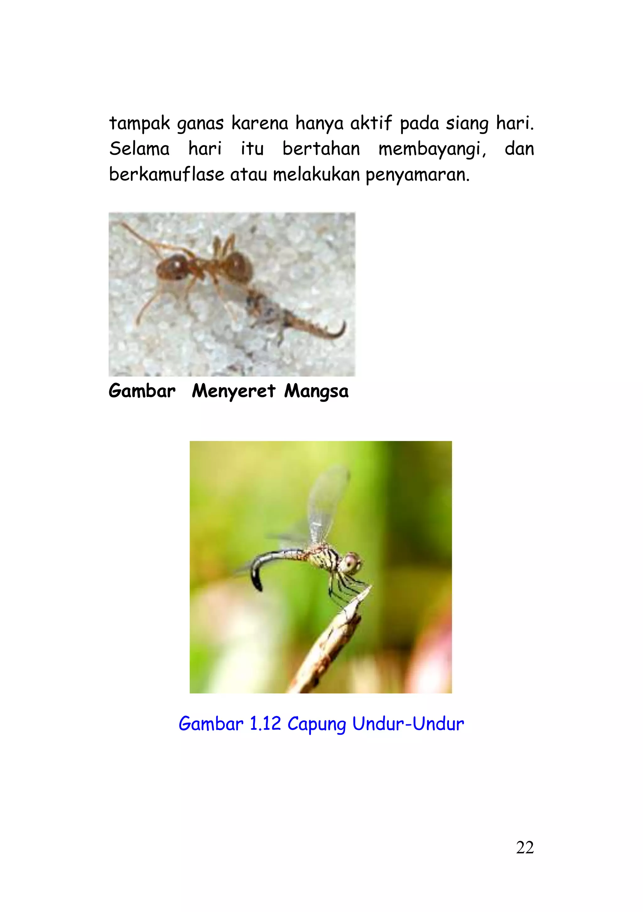 Mengenal Undur Undur | PDF