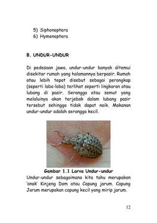 Mengenal Undur Undur | PDF