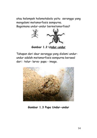 Mengenal Undur Undur | PDF