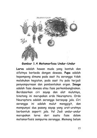 Mengenal Undur Undur | PDF