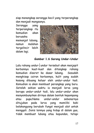 Mengenal Undur Undur | PDF