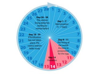 Menstrual Cycle Safe Period