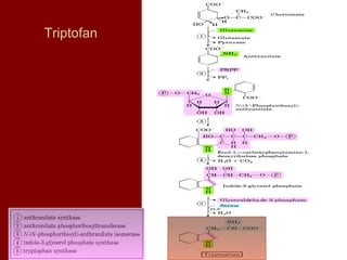 3. metabolisme asam amino | PPT