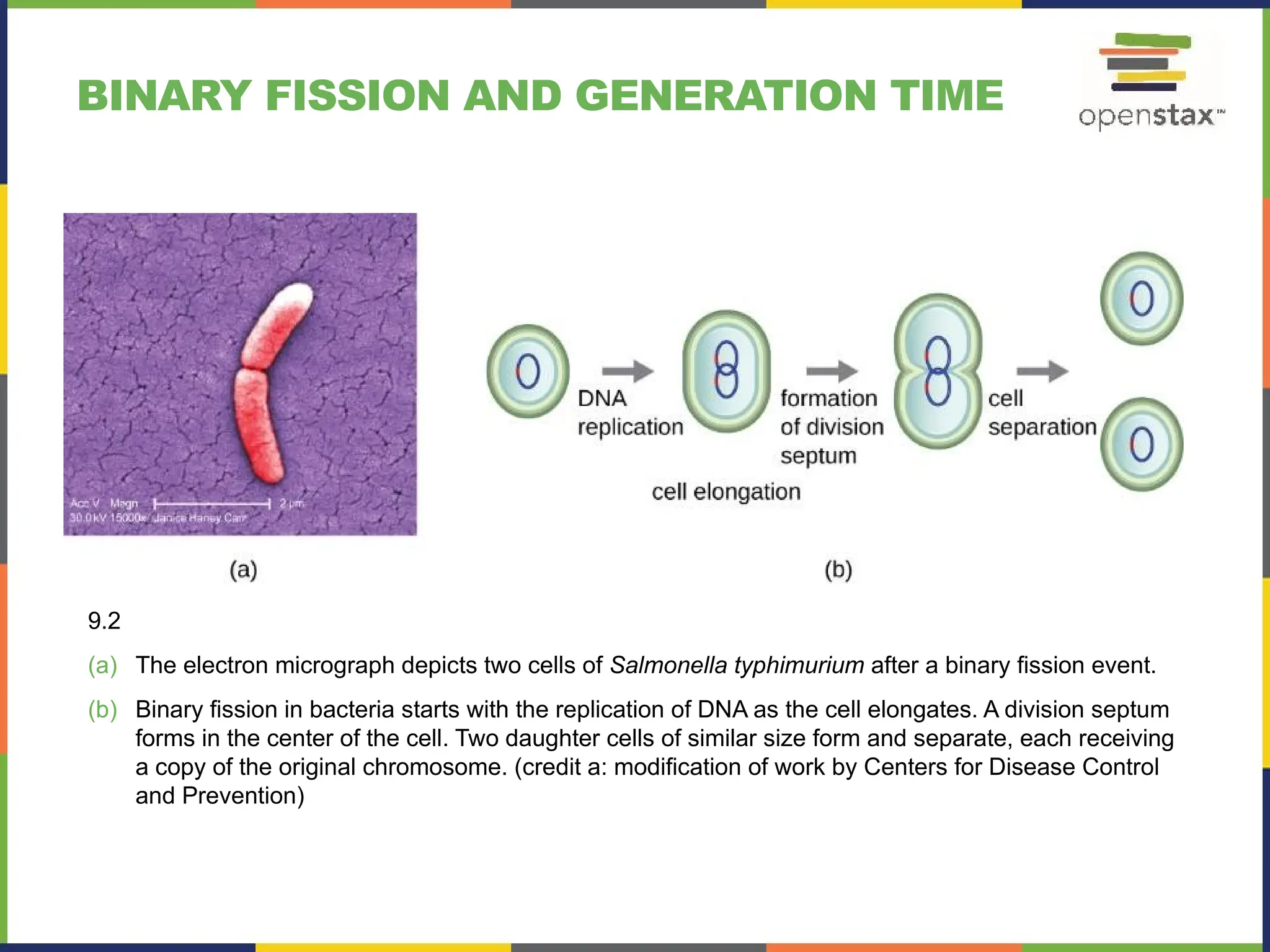 Microbiology - Microbial growth and genetics | PPTX