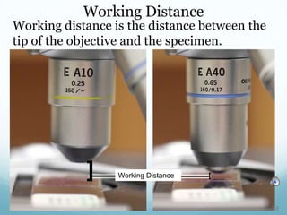 #3 Microscope (Lab Thursday 9/12/13)