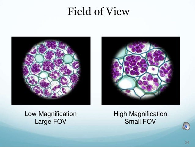 #3 Microscope (Lab Thursday 9/12/13)