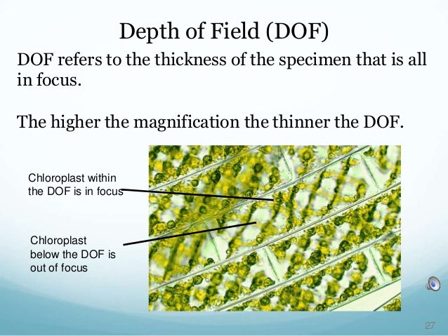 #3 Microscope (Lab Thursday 9/12/13)