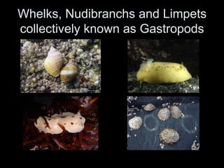 3. molluscs chitons and snails | PPT