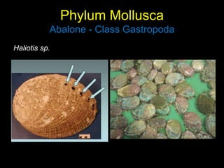 3. molluscs chitons and snails | PPTX