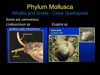 3. molluscs chitons and snails | PPTX