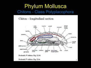 3. molluscs chitons and snails | PPTX