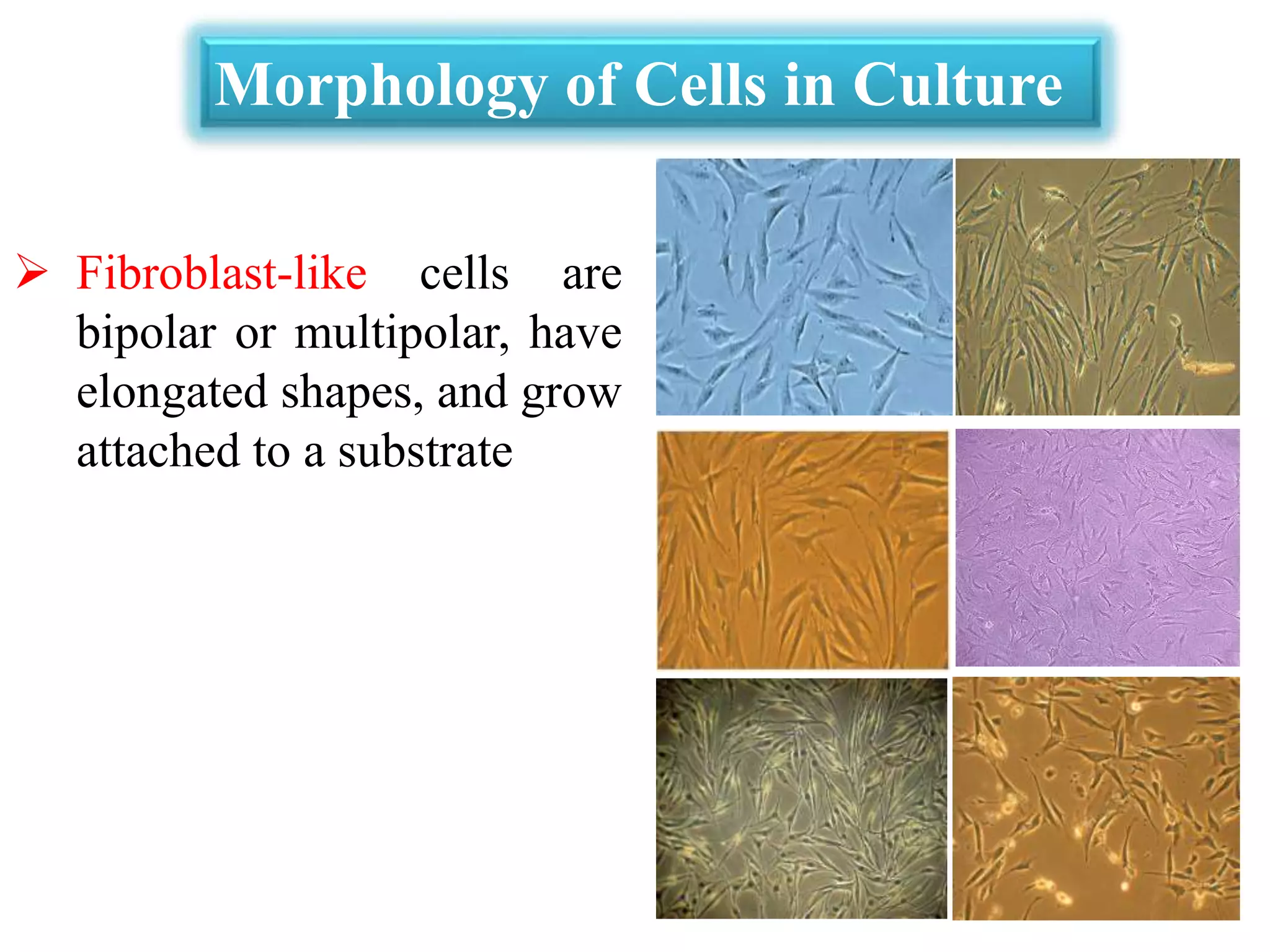 3 morphology and types of cells in culture lecture 3 | PPTX