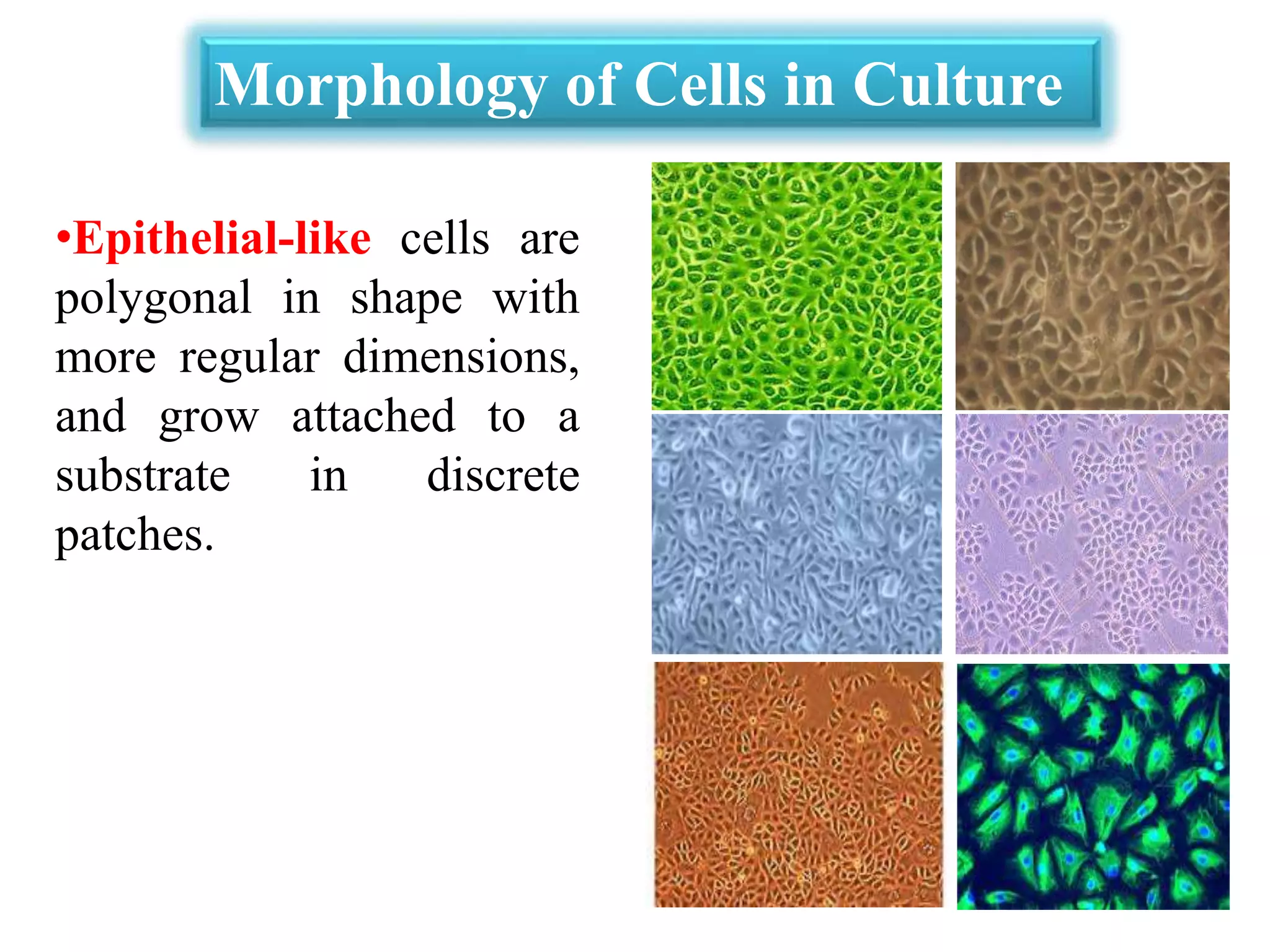 3 morphology and types of cells in culture lecture 3 | PPTX