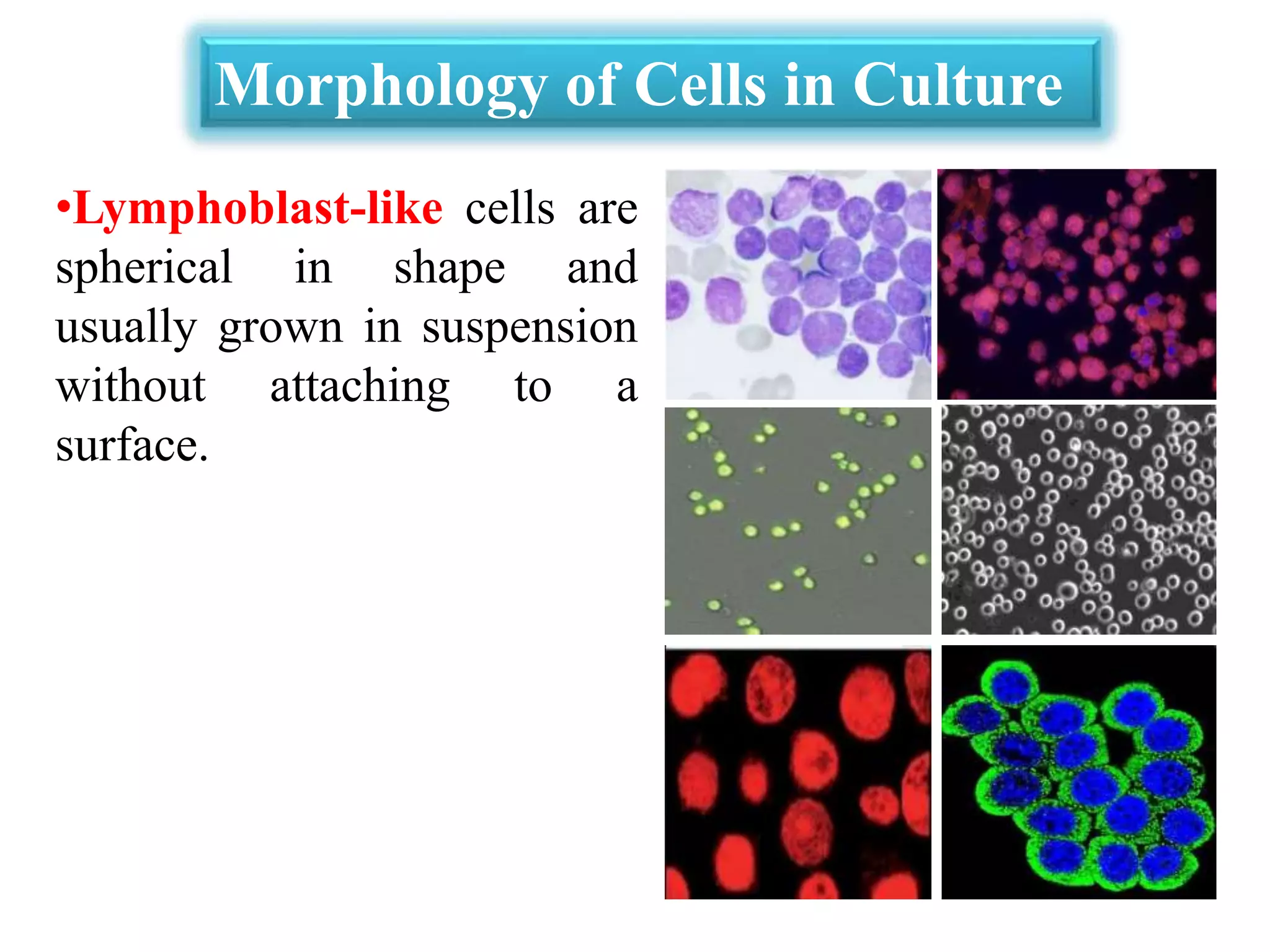 3 morphology and types of cells in culture lecture 3 | PPTX