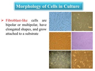 3 morphology and types of cells in culture lecture 3 | PPTX