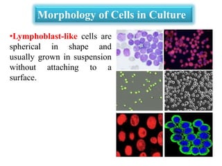 3 morphology and types of cells in culture lecture 3 | PPTX