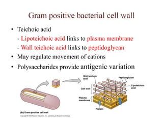 3 morphology & cell biology of bacteria | PPTX