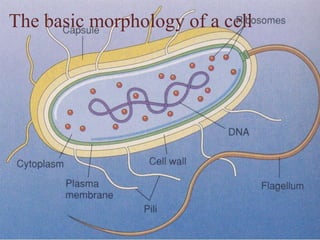 3 morphology & cell biology of bacteria | PPTX | Biological Sciences ...