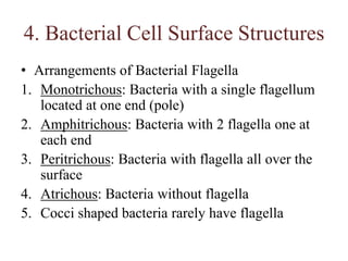 3 morphology & cell biology of bacteria | PPTX