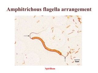 3 morphology & cell biology of bacteria | PPTX