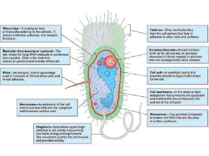3 morphology & cell biology of bacteria