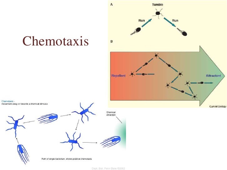3 morphology & cell biology of bacteria