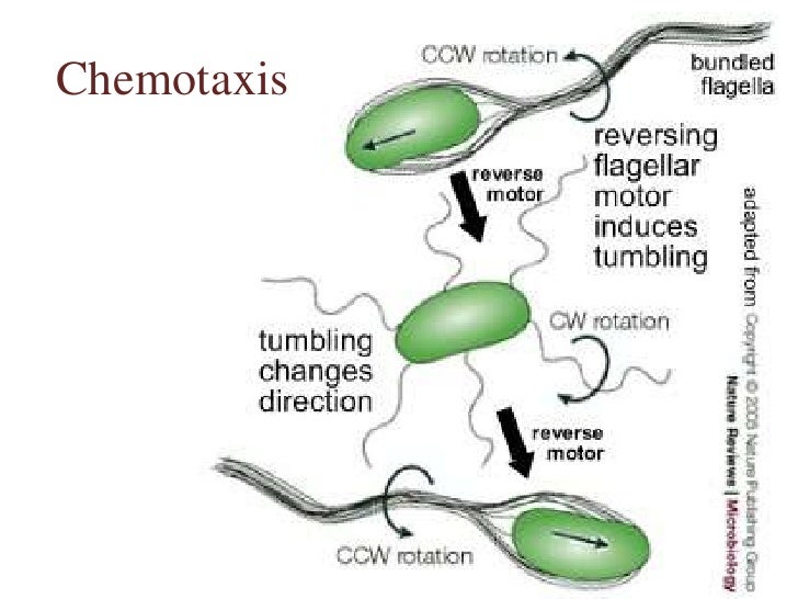 3 morphology & cell biology of bacteria