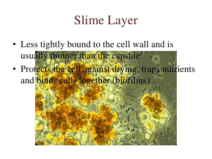 3 morphology & cell biology of bacteria
