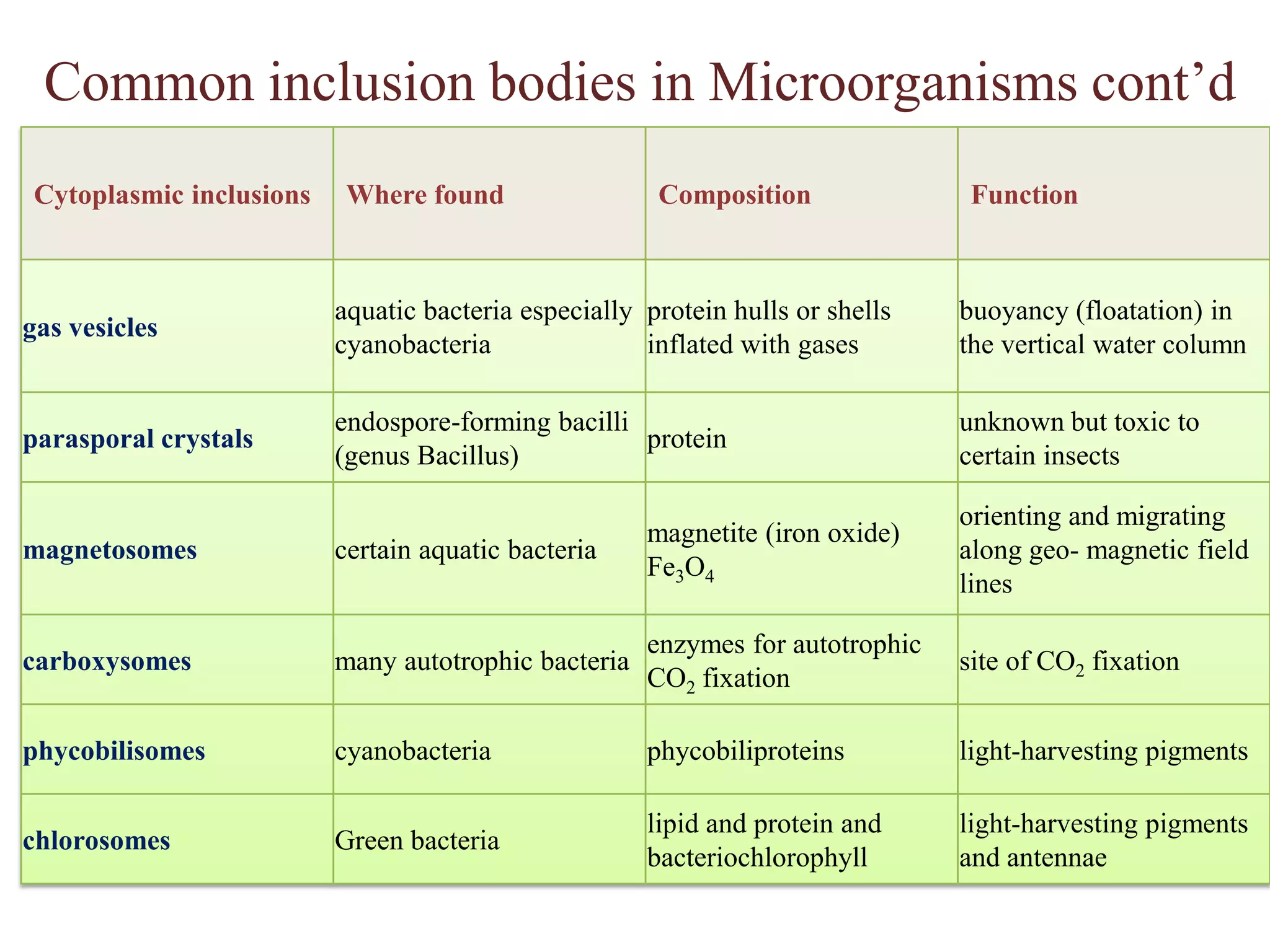 3 morphology & cell biology of bacteria (2) | PPTX