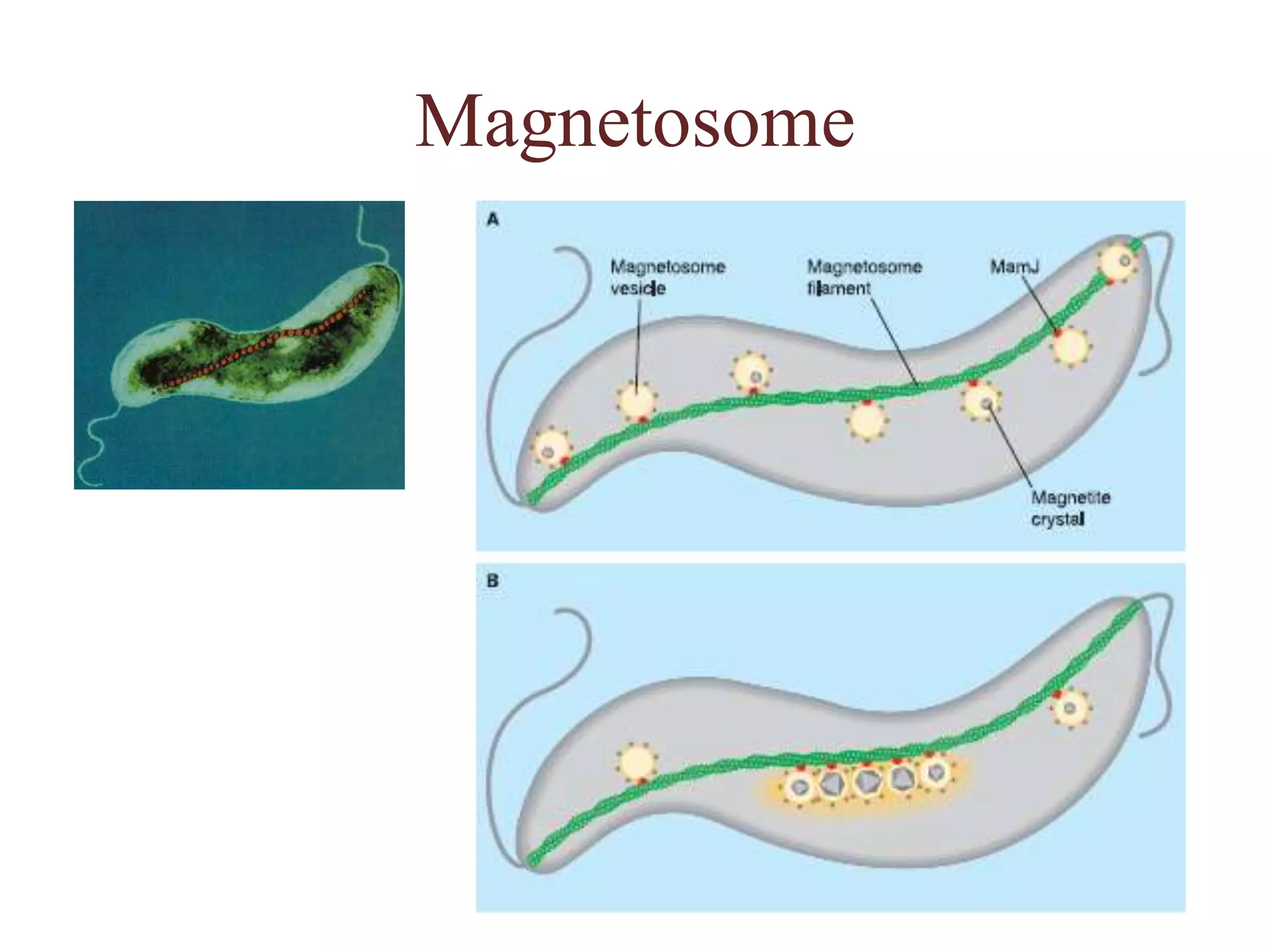3 morphology & cell biology of bacteria (2) | PPTX