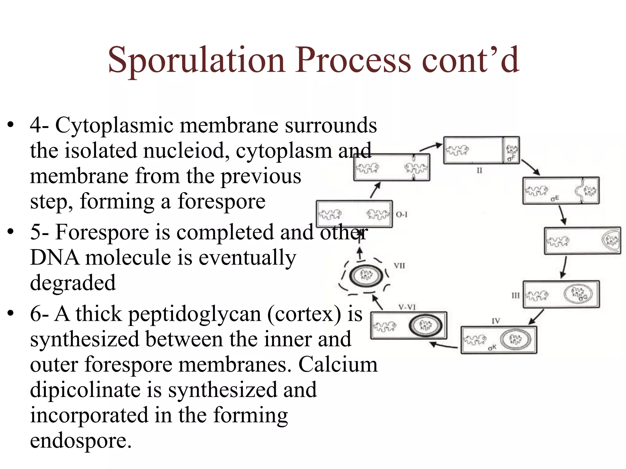 3 morphology & cell biology of bacteria (2) | PPTX