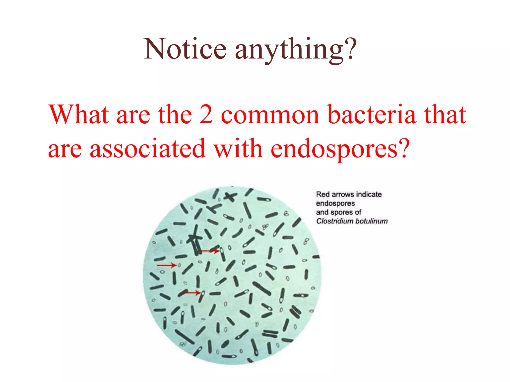 3 morphology & cell biology of bacteria (2) | PPTX