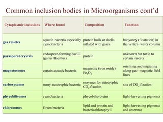 3 morphology & cell biology of bacteria (2) | PPTX