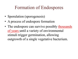 3 morphology & cell biology of bacteria (2) | PPTX