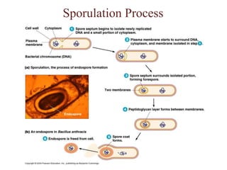 3 morphology & cell biology of bacteria (2) | PPTX