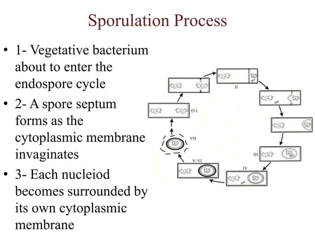 3 morphology & cell biology of bacteria (2) | PPT
