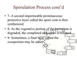 3 morphology & cell biology of bacteria (2) | PPTX