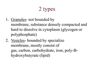 3 morphology & cell biology of bacteria (2) | PPTX