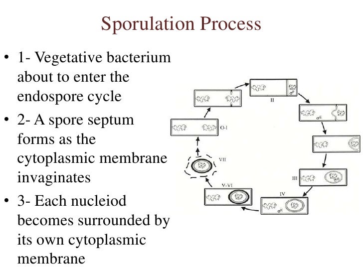 3 morphology & cell biology of bacteria (2)