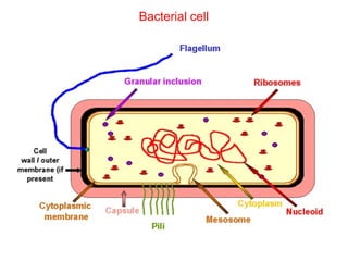 3-MORPHOLOGY OF DESCRIPTION OFBACTERIA PART TWO-II.ppt
