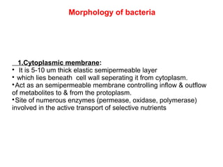 3-MORPHOLOGY OF DESCRIPTION OFBACTERIA PART TWO-II.ppt