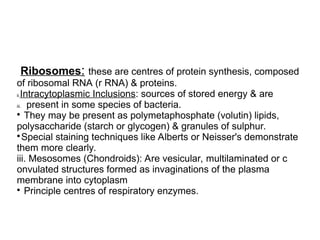 3-MORPHOLOGY OF DESCRIPTION OFBACTERIA PART TWO-II.ppt