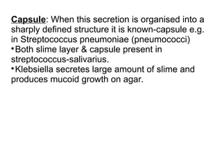 3-MORPHOLOGY OF DESCRIPTION OFBACTERIA PART TWO-II.ppt