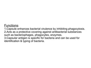2-MORPHOLOGY AND DESCRIPTION OF BACTERIA I I.ppt