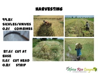 Th3_The state of rice postharvest handling and processing technologies ...